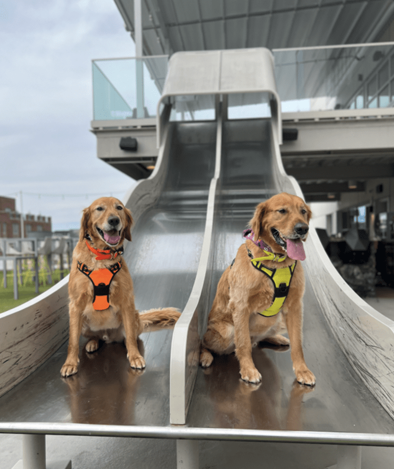 Electric Moon to offer weekly Pet Friendly “Yappy Hour” - Eat It & Like It