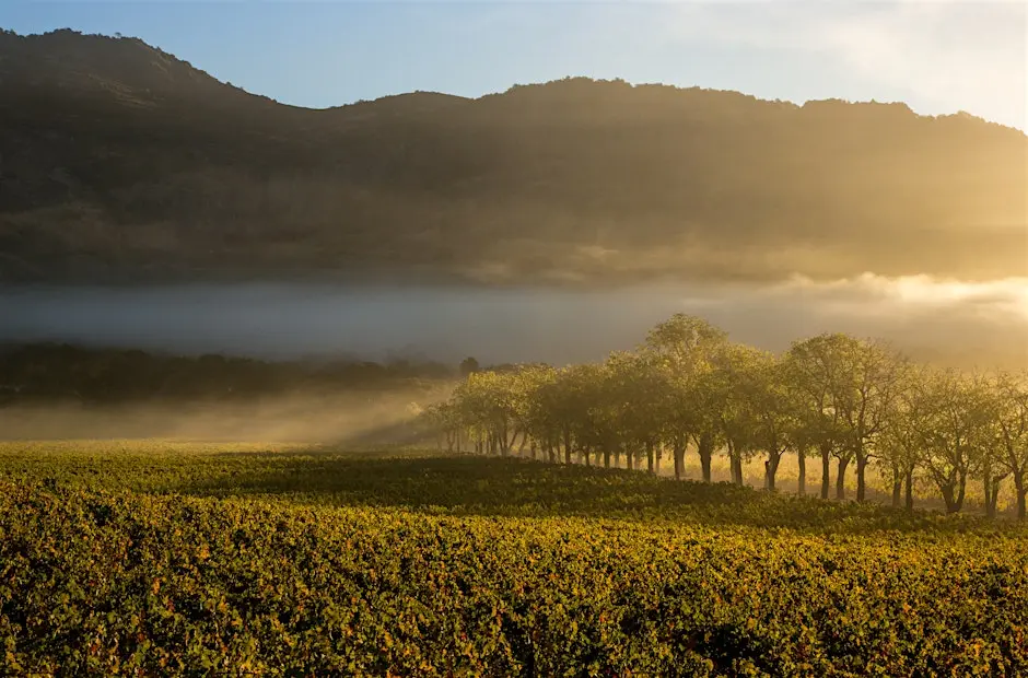 Chart House - Stags' Leap Wine Dinner - Savannah - Eat It & Like It